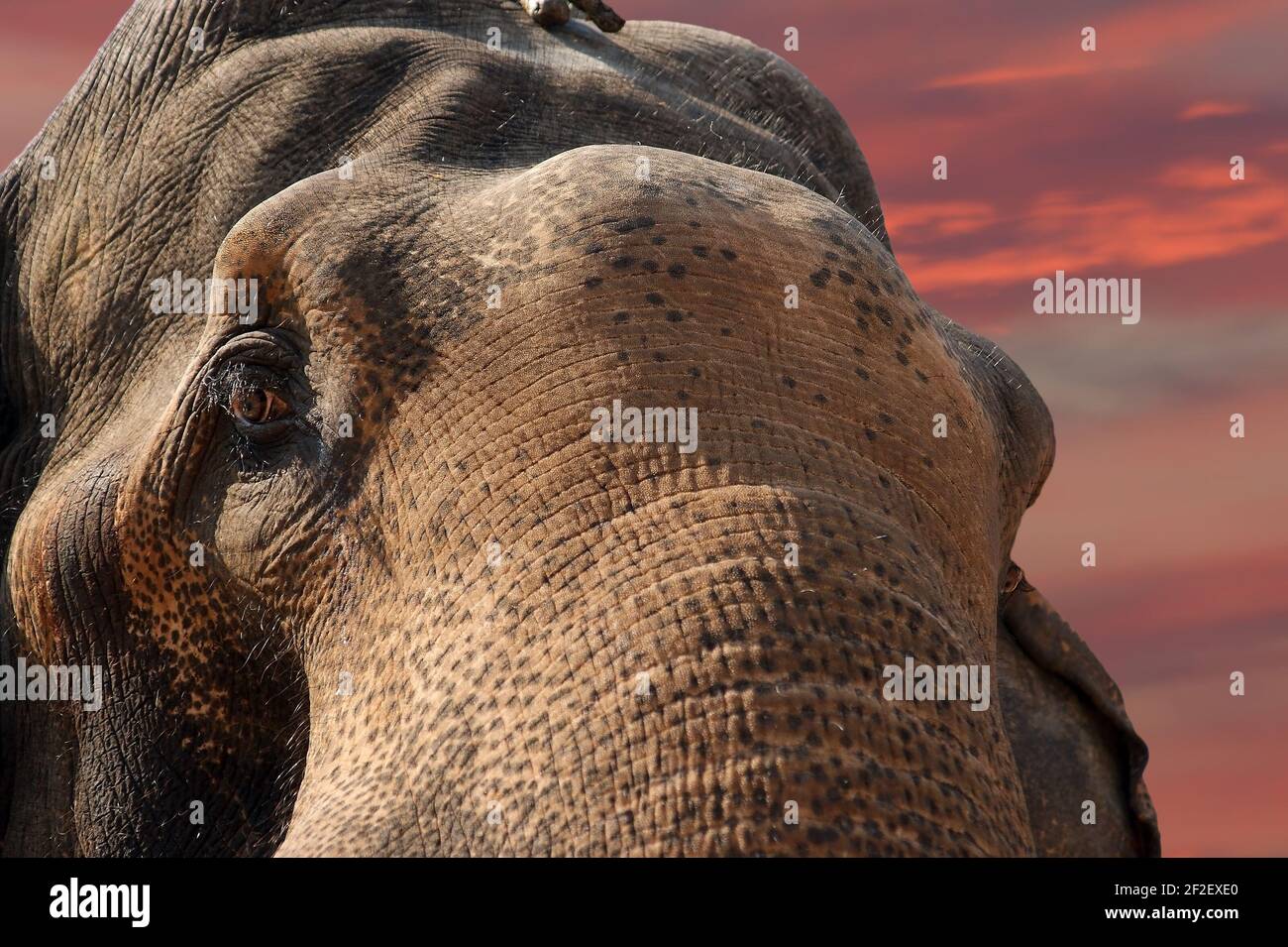 Indian Elephant Face Side