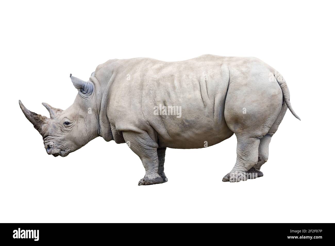Rhino african mammal Cut Out Stock Images & Pictures - Alamy