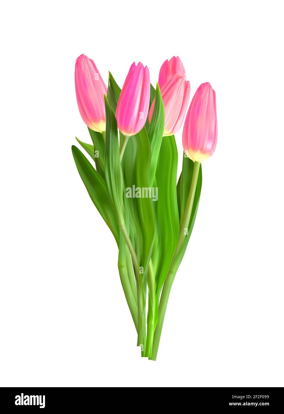 Realistic Pink Tulips Flower Bouquet Isolated on Transparent Background ...