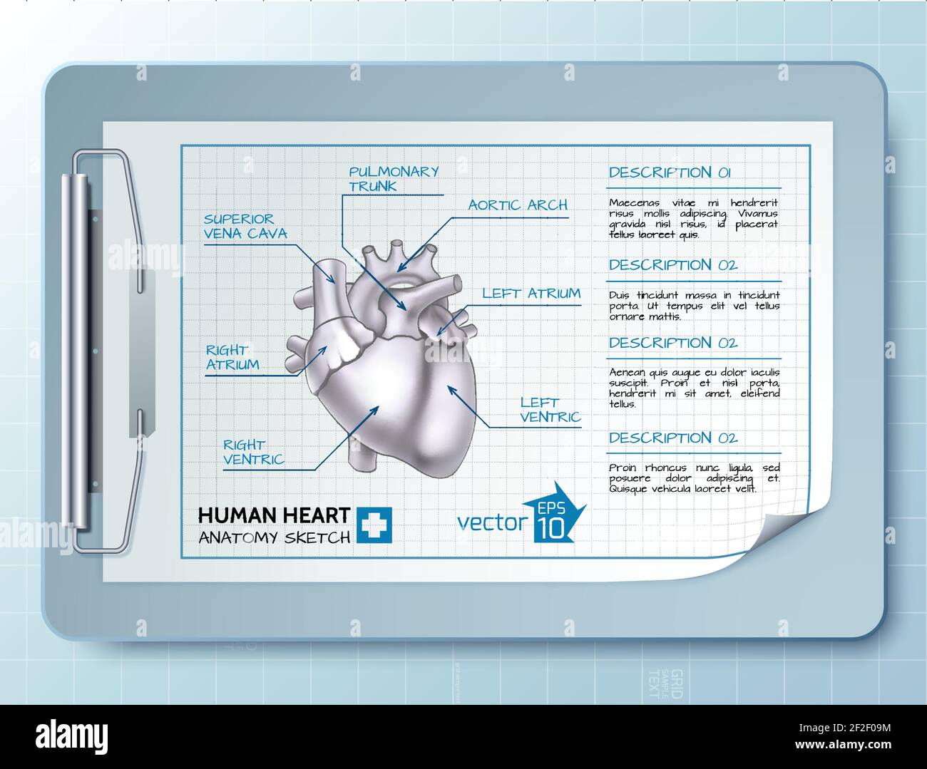 Medical science template with hand drawn heart anatomy on notepad ...