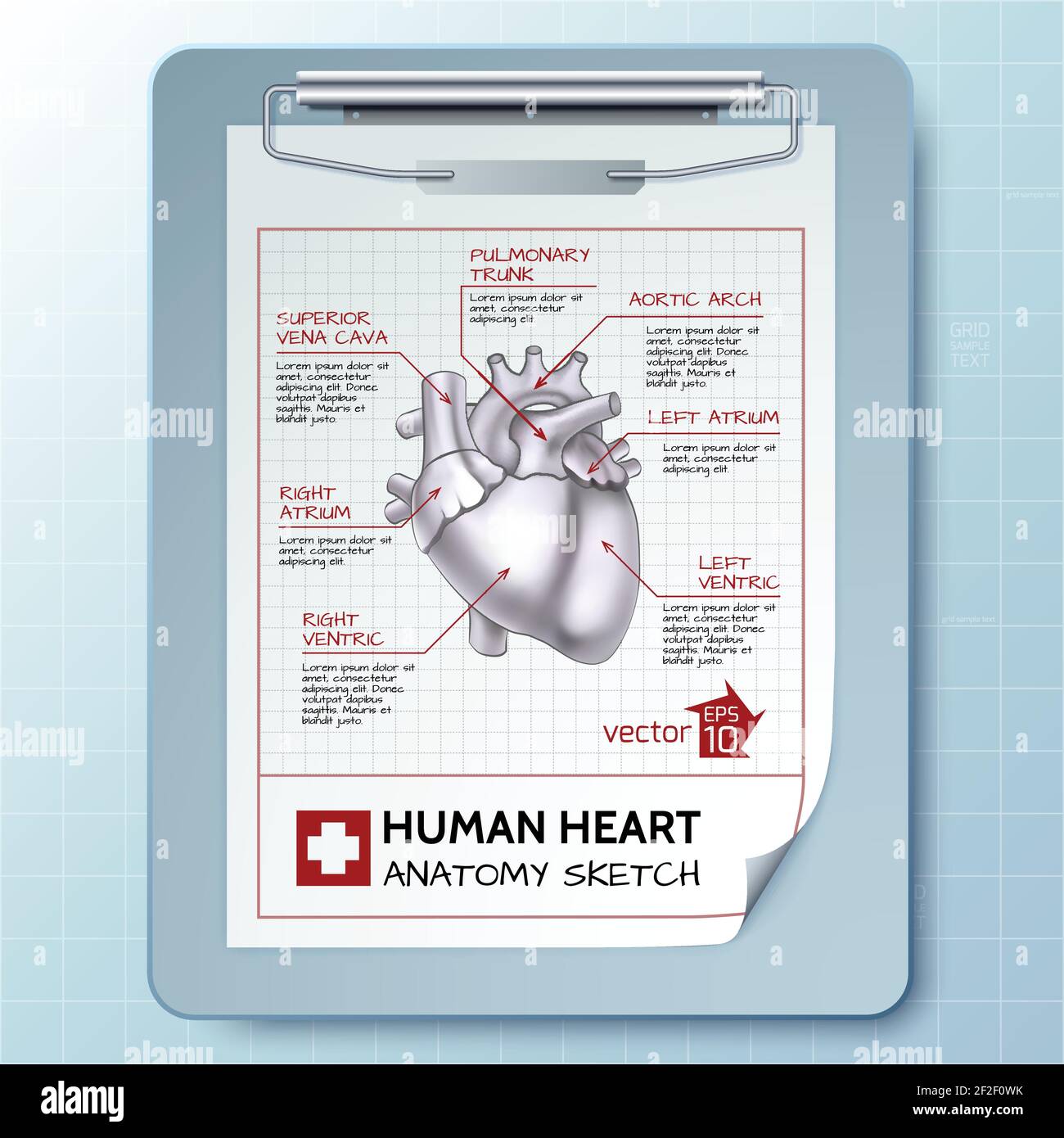 Anatomical clipboard template with notepad and sketch heart anatomy on ...
