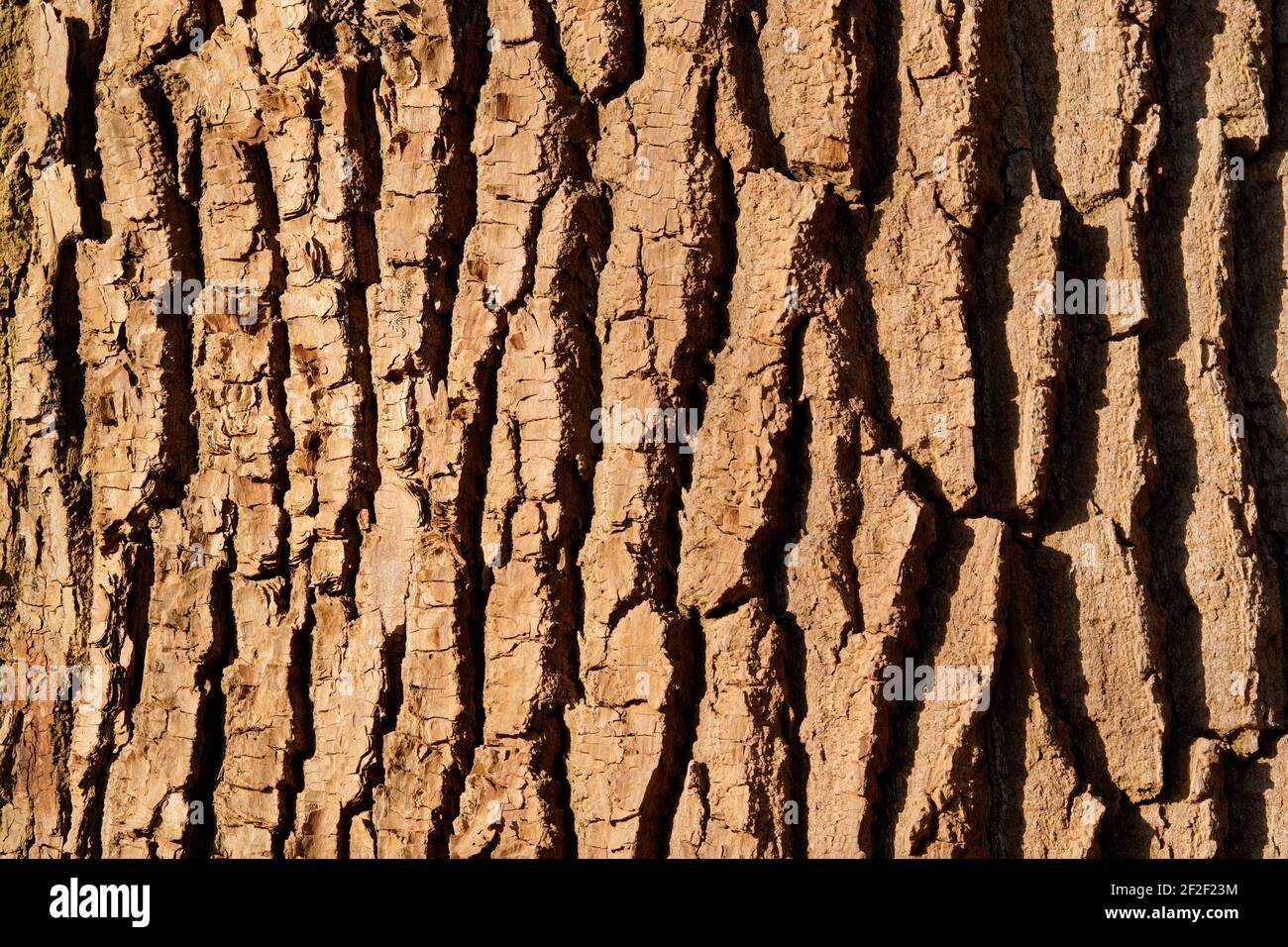 Close up of the willow bark. Bark of a willow tree as a background ...