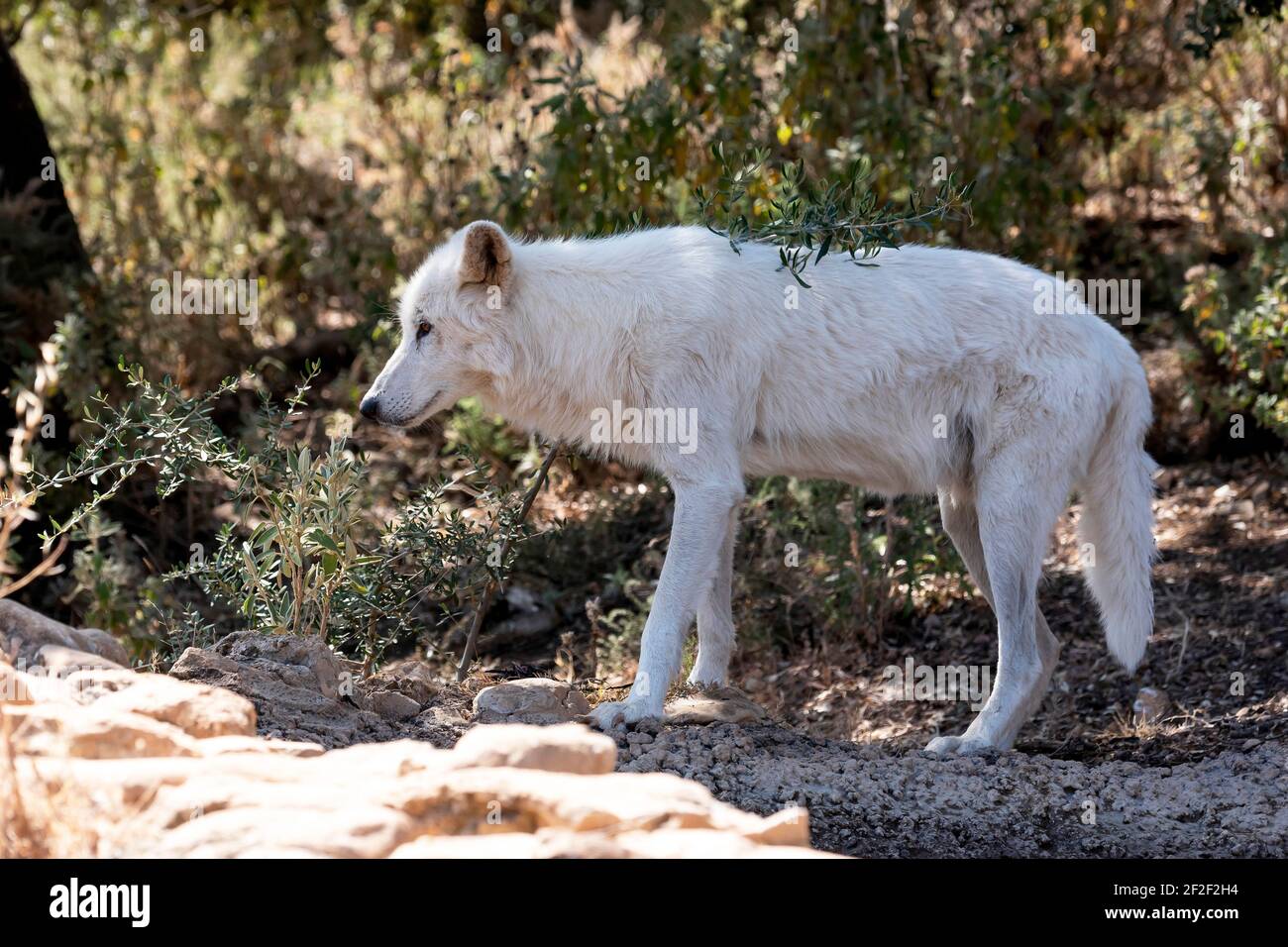 Alaskan tundra wolf (Canis lupus tundrarum Stock Photo - Alamy