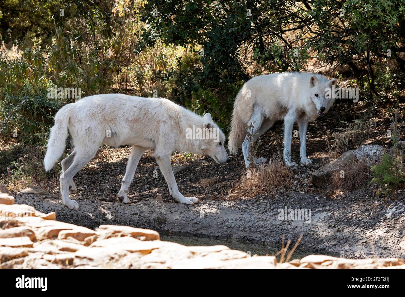 Alaskan tundra wolves (Canis lupus tundrarum Stock Photo - Alamy