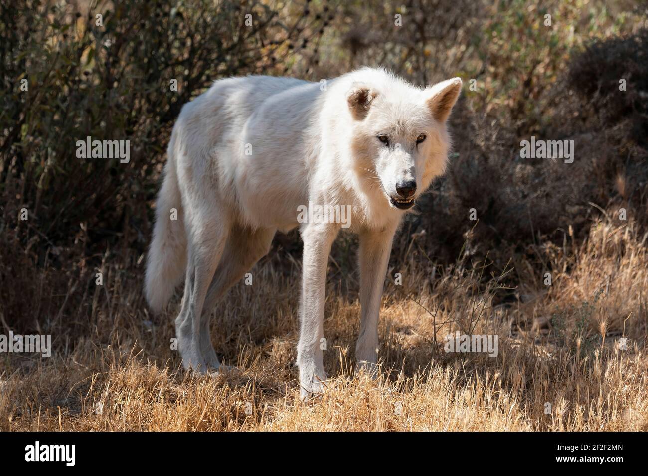 Alaskan tundra wolf (Canis lupus tundrarum Stock Photo - Alamy