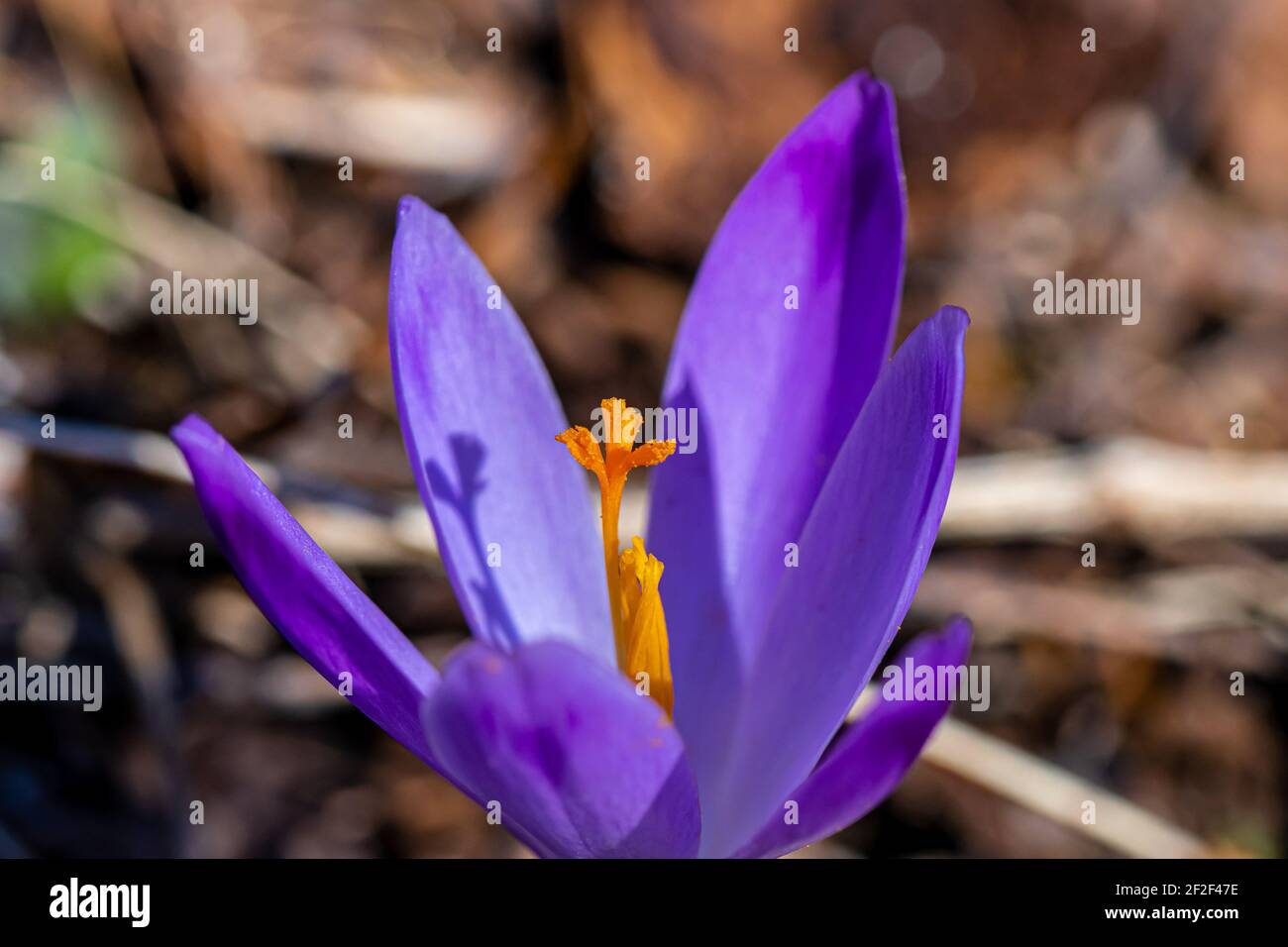 Crocus plant in all its beauty, close up Stock Photo - Alamy