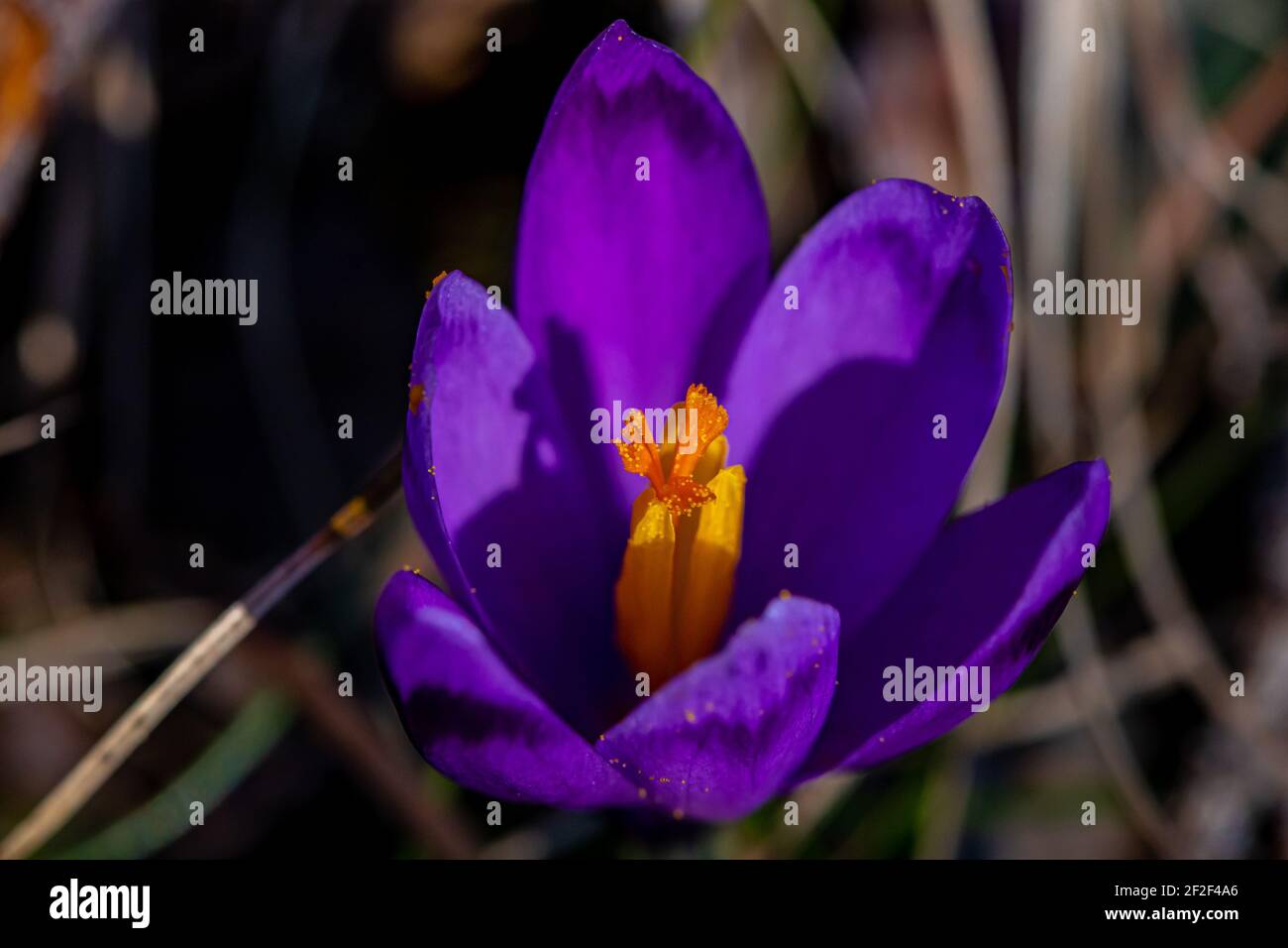 Crocus plant in the forest, close up Stock Photo - Alamy