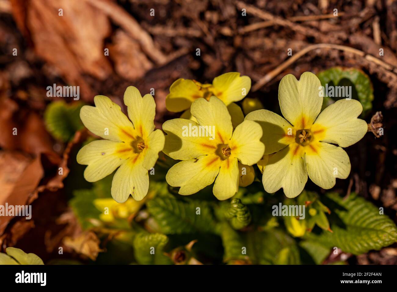 Bunch of yellow flowering primroses hi-res stock photography and images ...