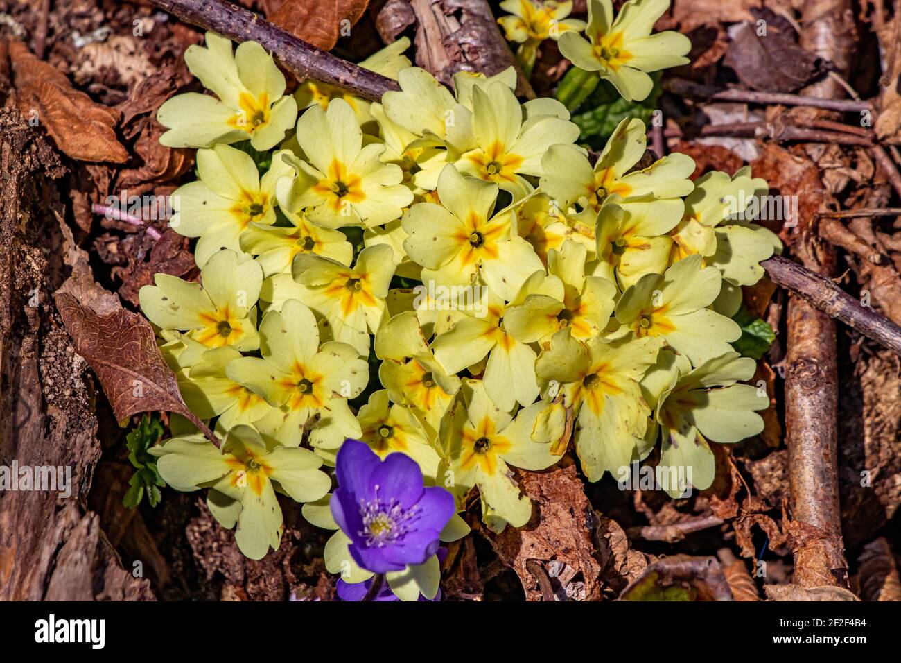 A bunch of primroses in the forest, morning Stock Photo - Alamy