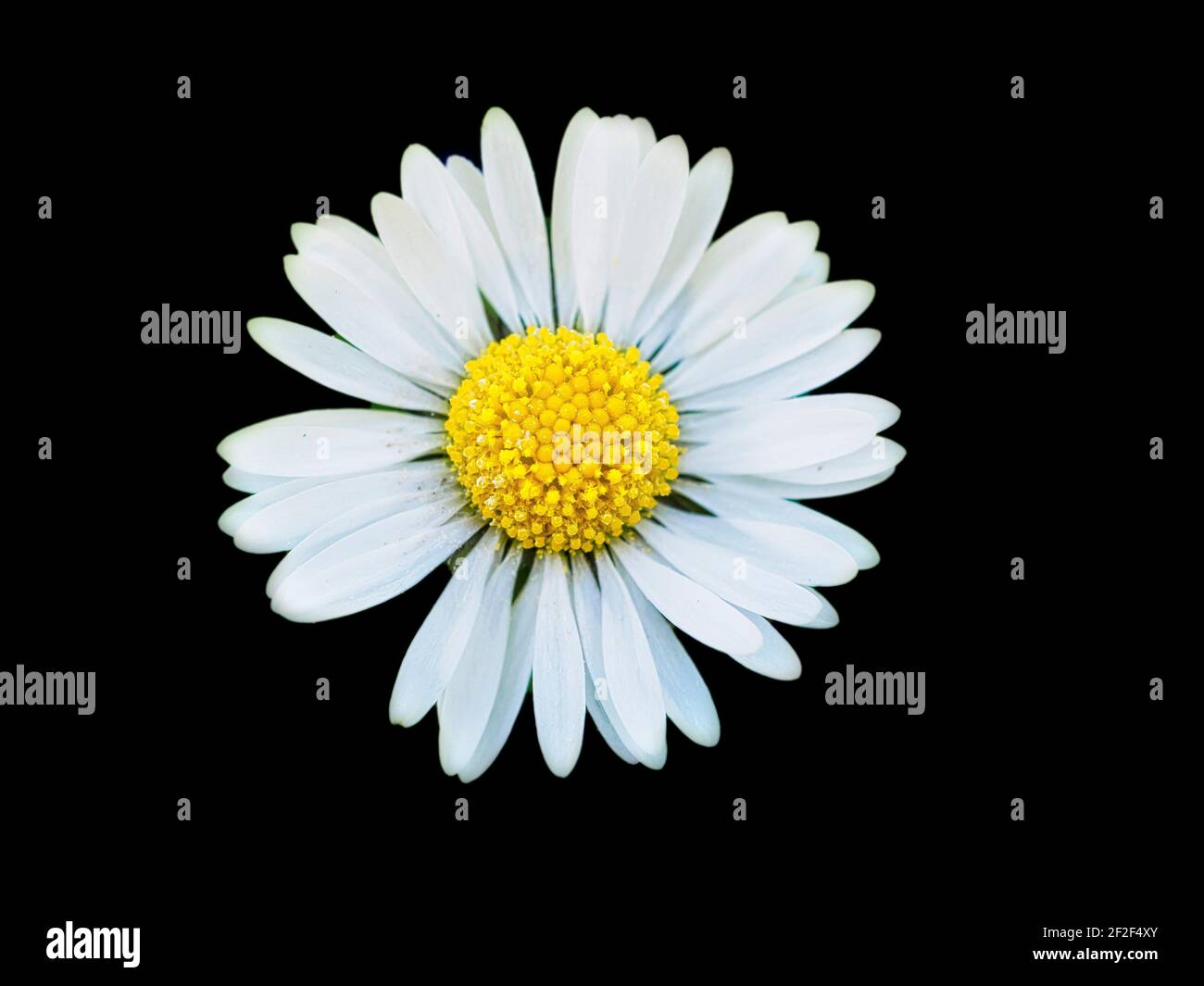 Simple a daisy Stock Photo - Alamy