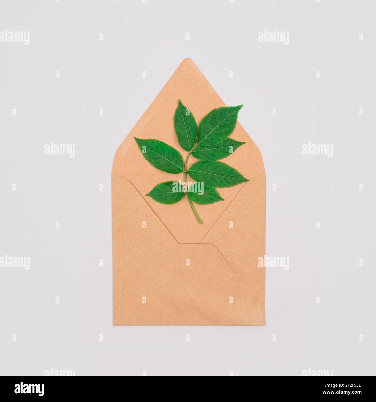 Square composition with kraft paper envelope and green leaves on light ...