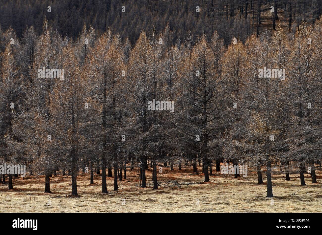 Pine forest, Mongolia Stock Photo - Alamy