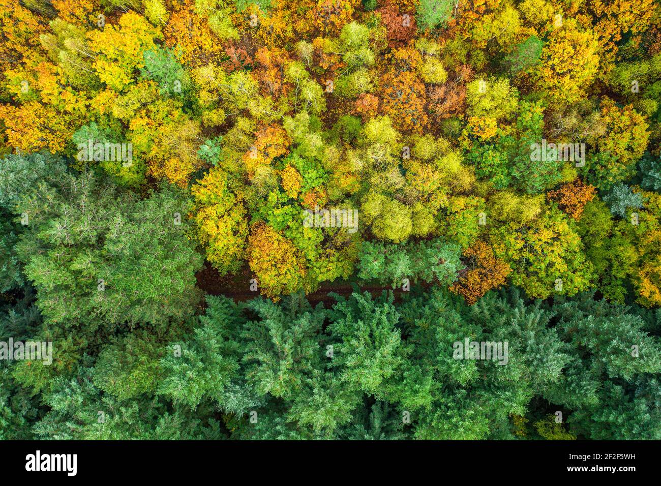 Top Down view of a trail through an autumn half colored forest Stock ...