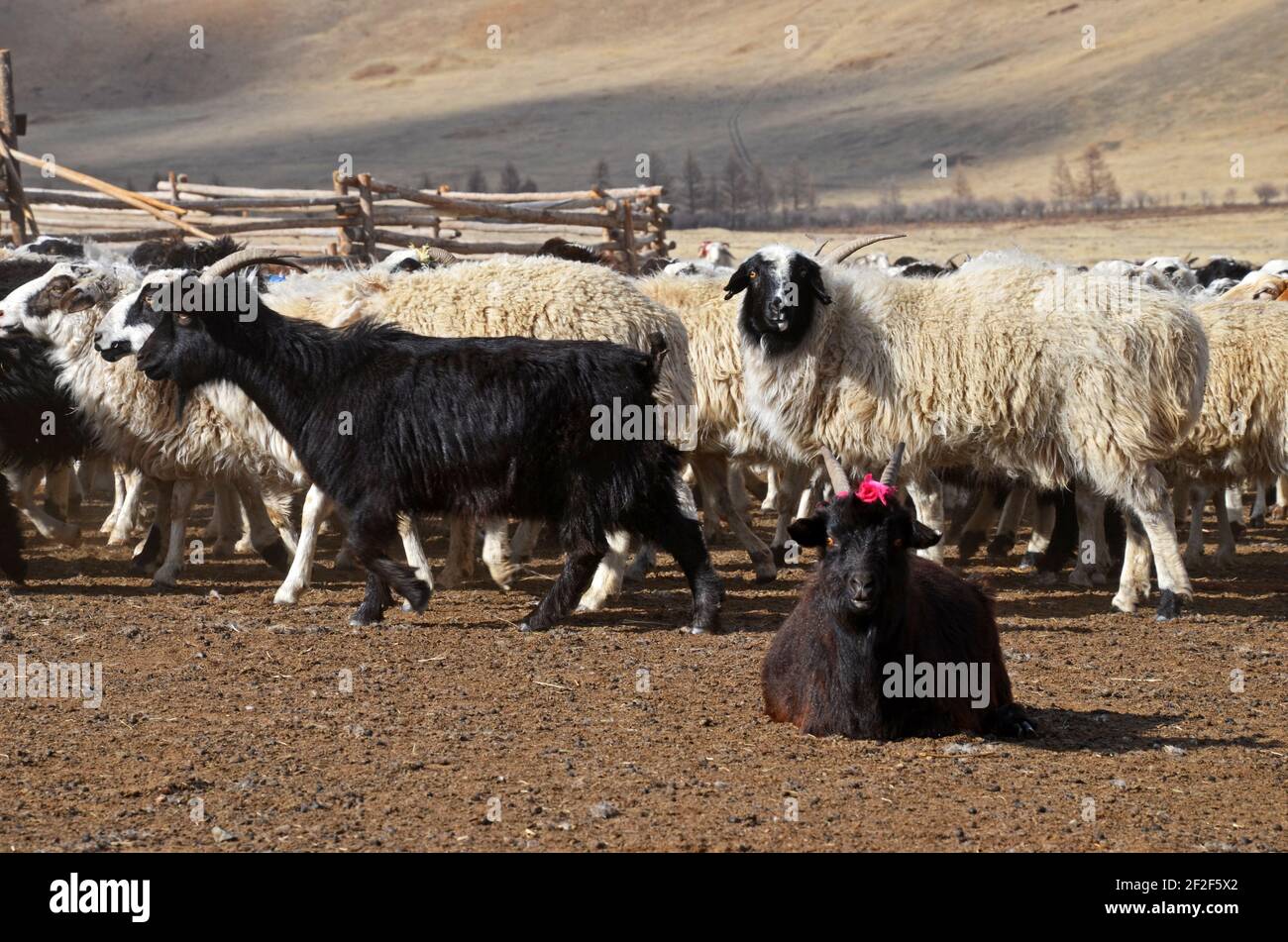 Cashmere Sheep