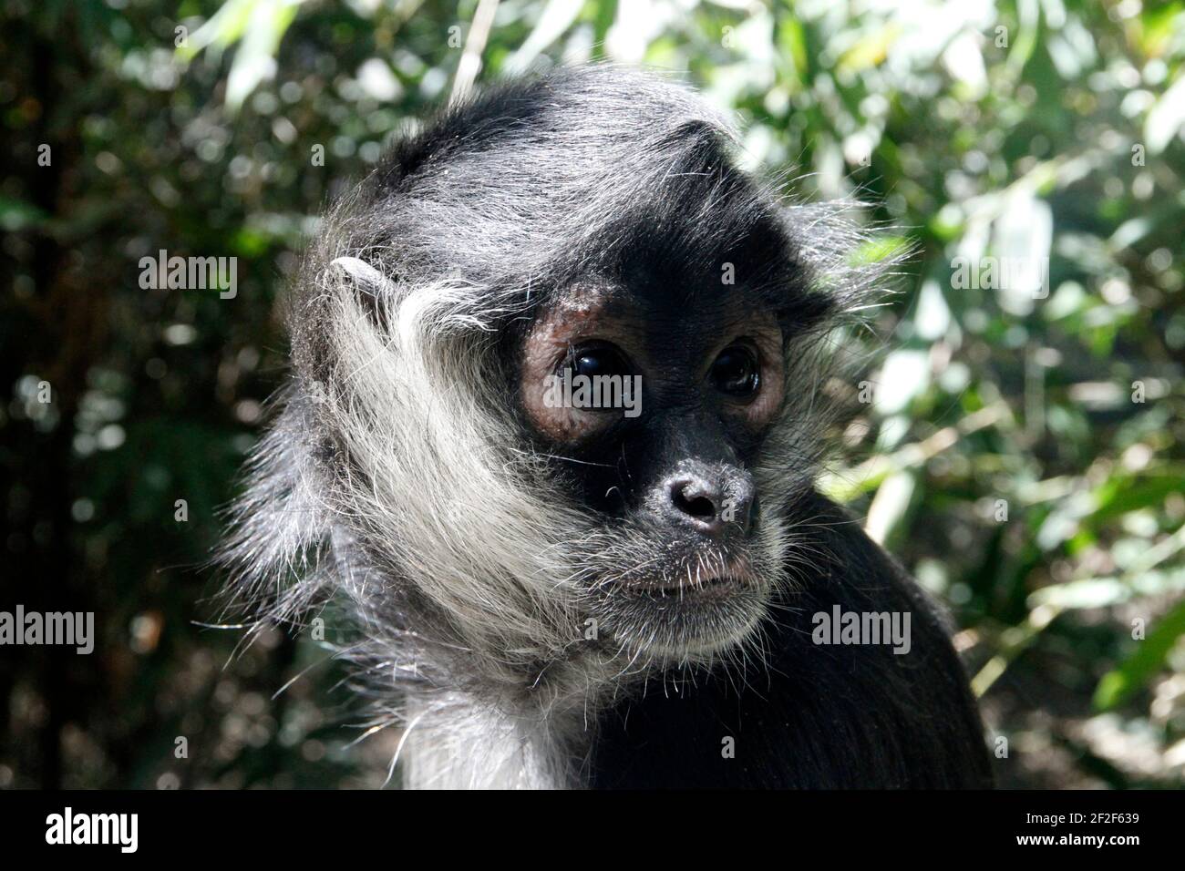 Non Exclusive: MEXICO CITY, MEXICO - MARCH 11: A Monkey seen during a ...