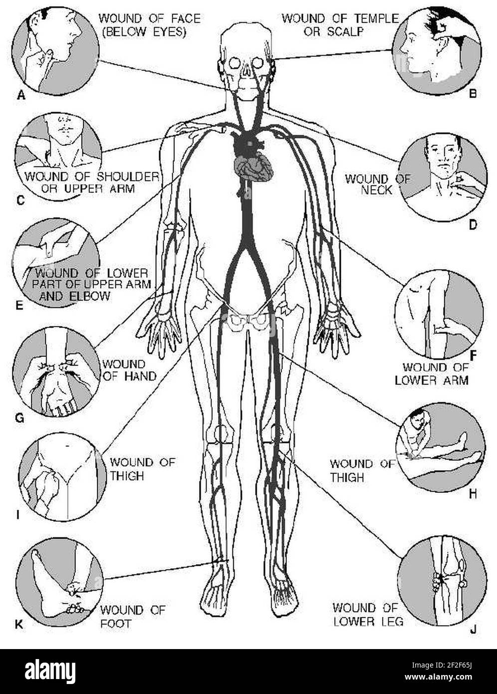 Pressure points Cut Out Stock Images & Pictures - Alamy