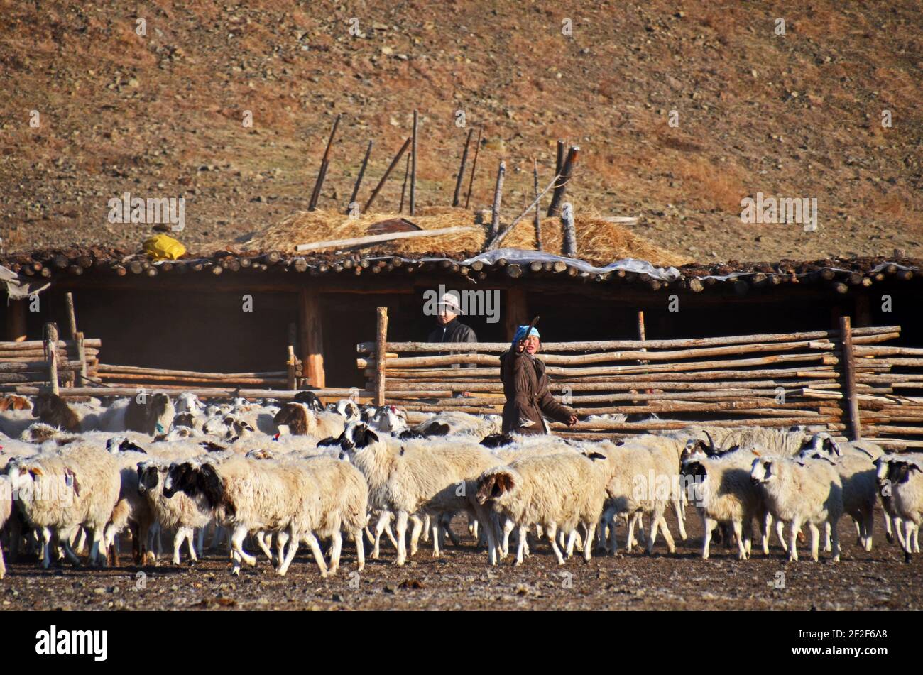 Nomadic herders tend to their flock of sheep and cashmere goats, Mongolia Stock Photo - Alamy