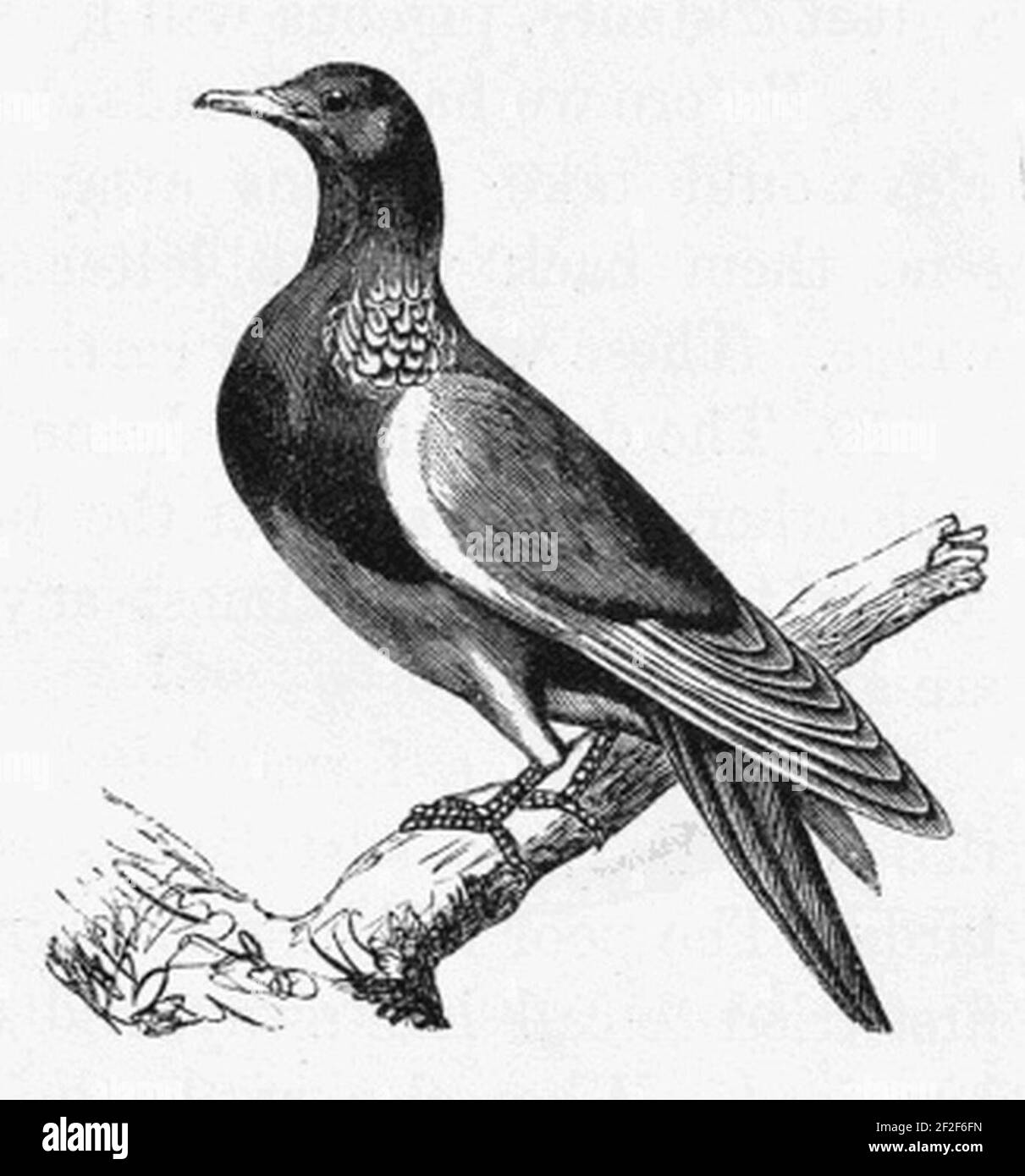 Pretty Dove Drawing Stock Photo - Alamy