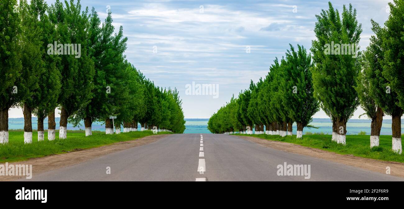 Poplar tree roadside hi-res stock photography and images - Alamy