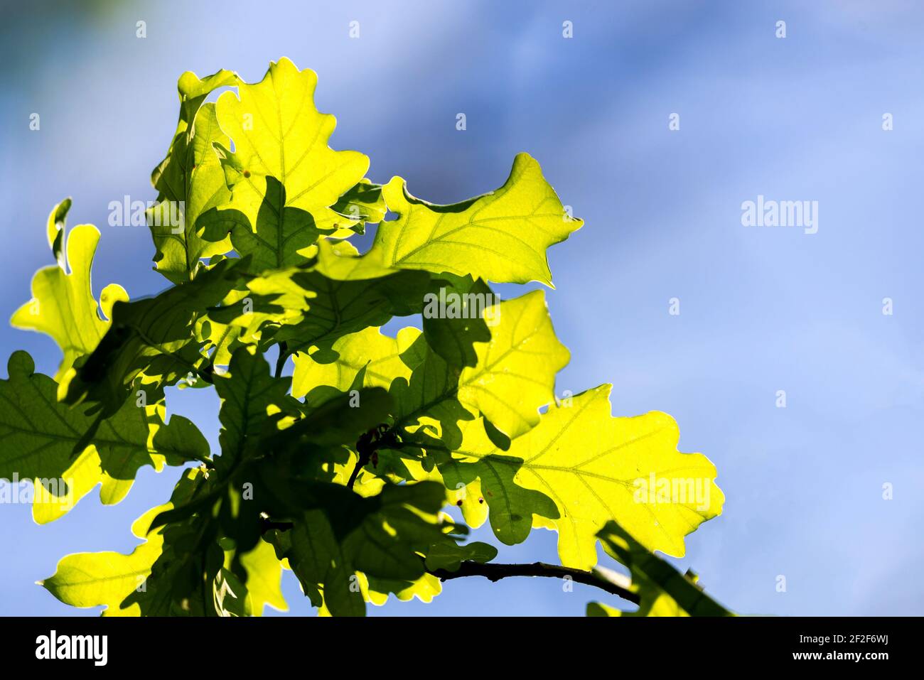 Spring oak leaves on a branch. Agricultural landscape Stock Photo - Alamy