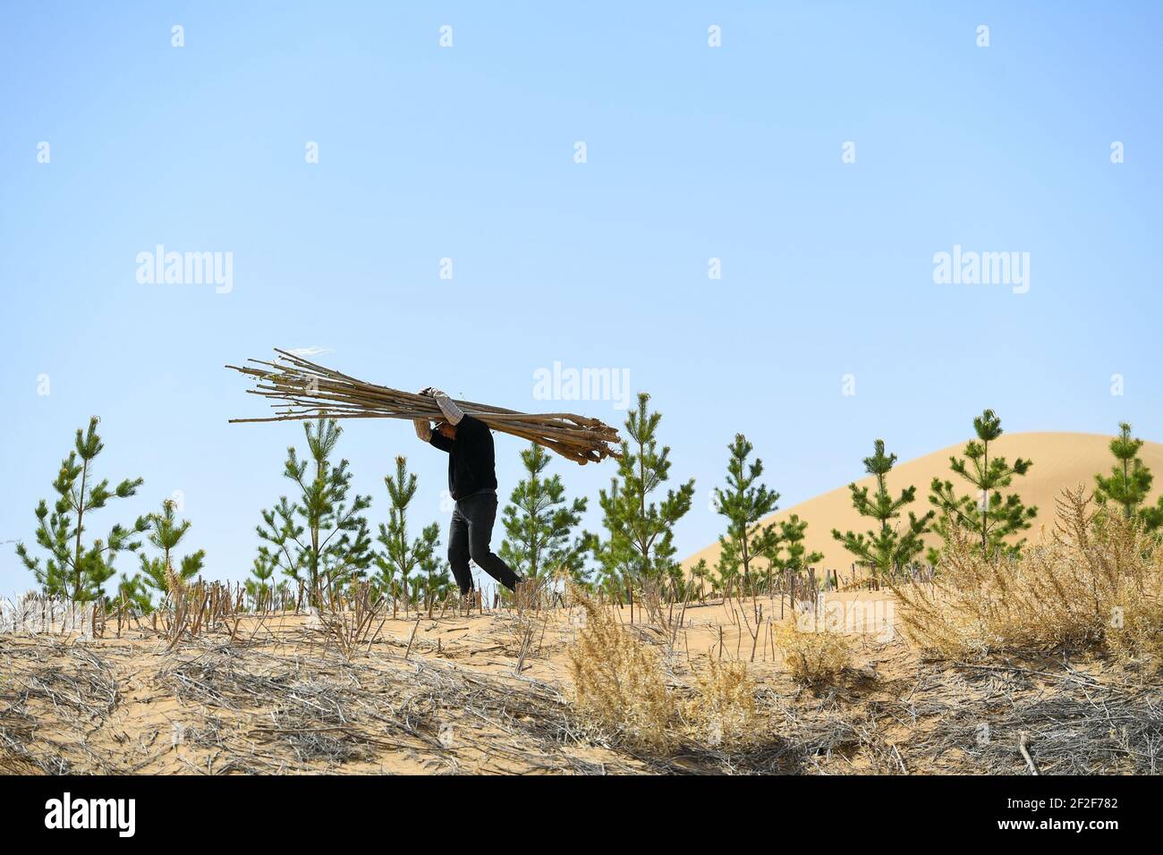 Inner mongolia tree planting desert hi-res stock photography and images ...