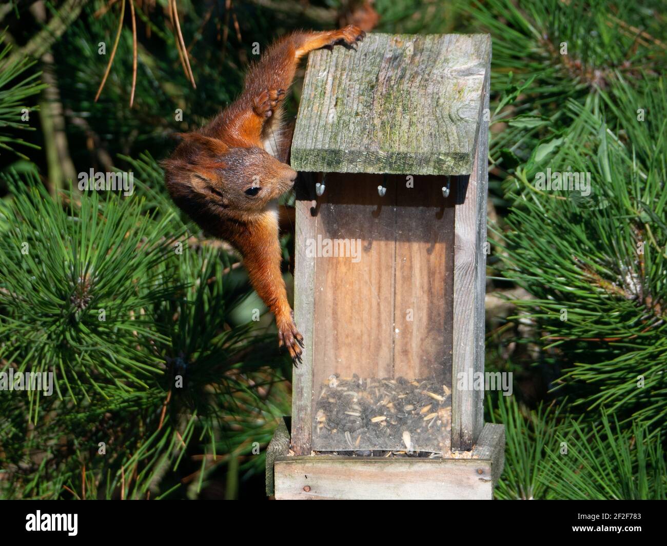 A cute squirrel on a bird and squirrel feeder in a park in Denmark ...