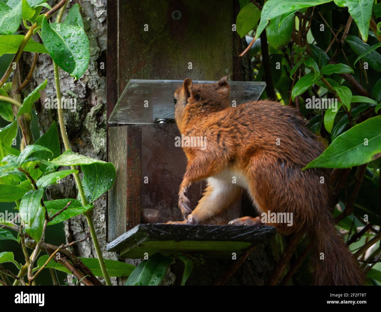 A cute squirrel on a bird and squirrel feeder in a park in Denmark ...