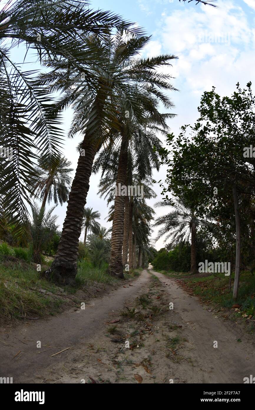 Date palm , tree of the palm family cultivated for its sweet edible ...