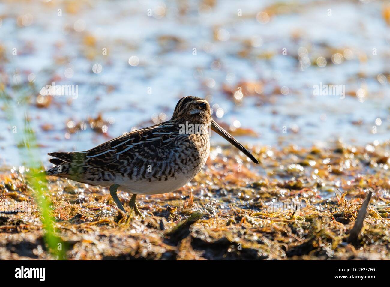 Snipe in swamp. Birds in wild nature and habitat Stock Photo - Alamy