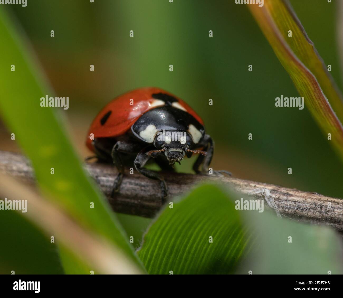 A selective focus shot of a red ladybug on a twig Stock Photo - Alamy