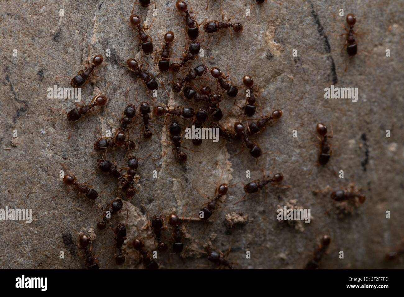 A top view of a group of red ants on a stony ground Stock Photo - Alamy