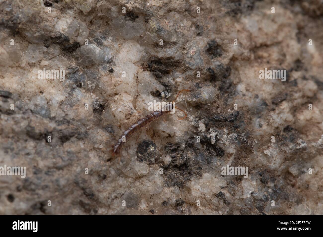 A top view of Lithobius forficatus, most commonly known as the brown ...