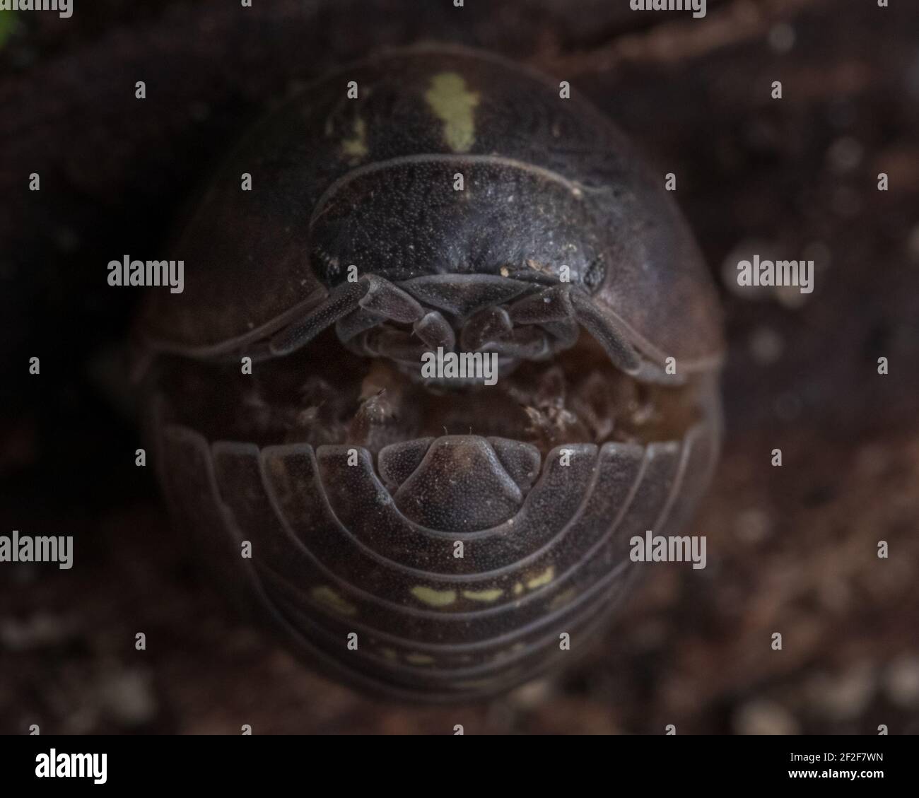 A closeup of armadillidium depressum woodlouse curled up in a ball ...