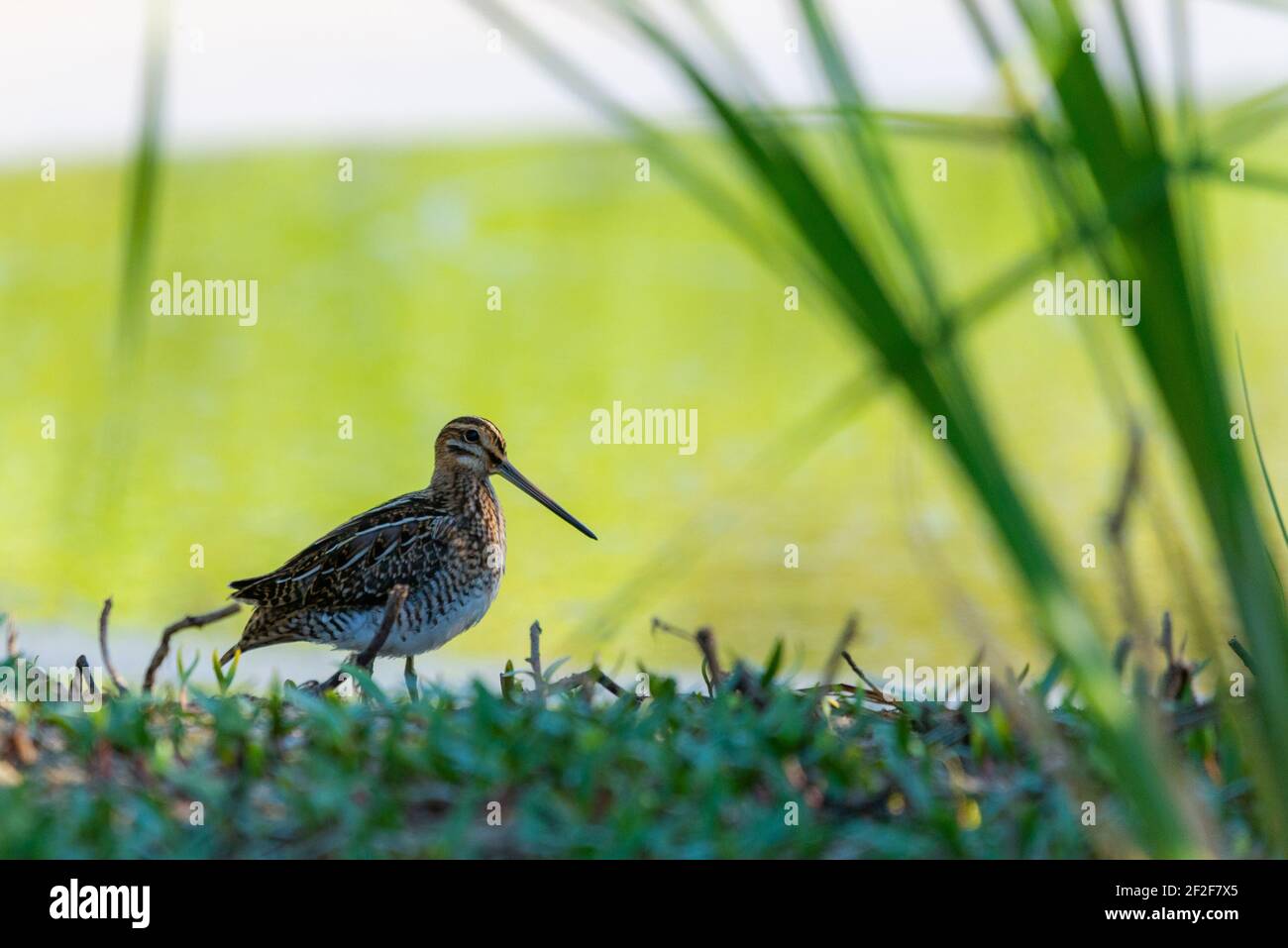 Spotted snipe hi-res stock photography and images - Alamy