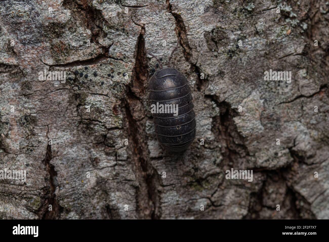 Bark lice hi-res stock photography and images - Alamy