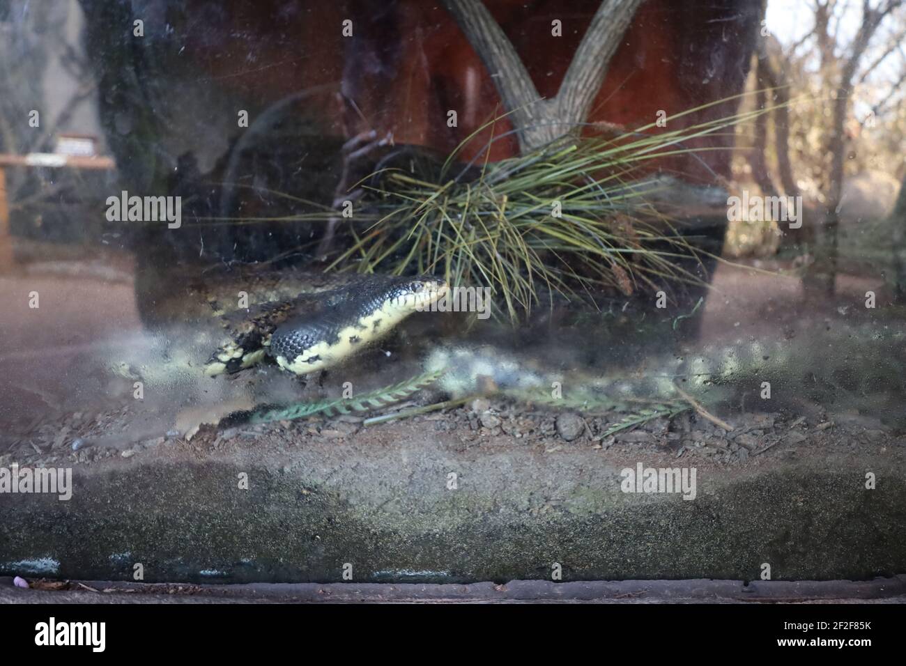 A closeup shot of a snake in an aquarium at the Kansas City zoo Stock ...