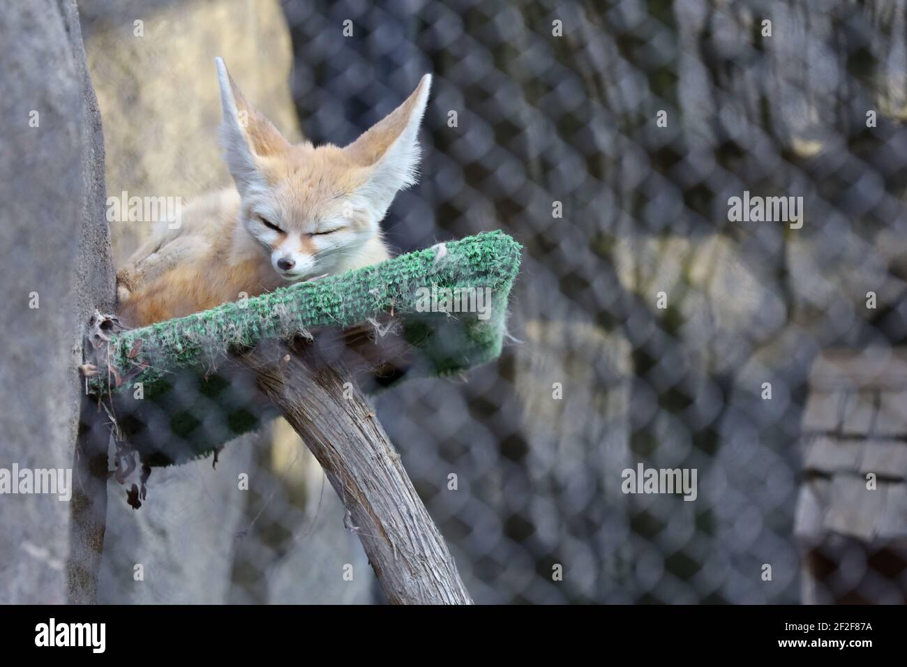 A shallow focus of a small kit fox at the Kansas City zoo Stock Photo ...
