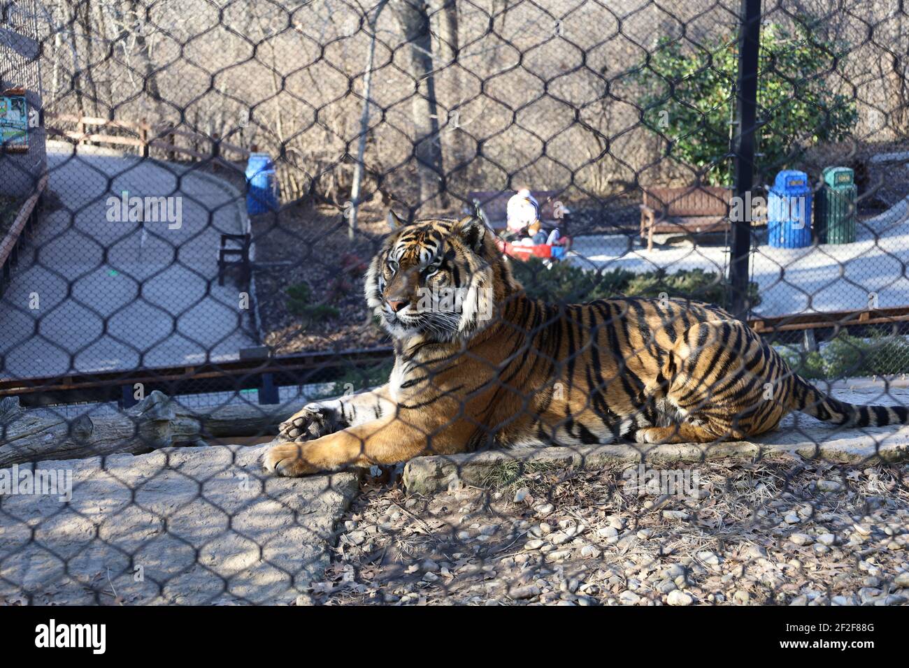 A closeup shot of a tiger behind a fence on a sunny day in Kansas city ...