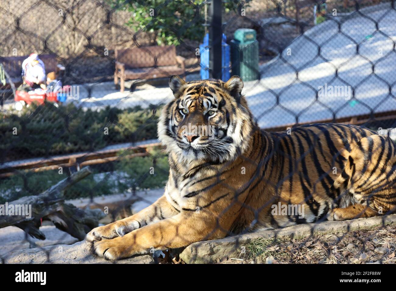A closeup shot of a tiger behind a fence on a sunny day in Kansas city ...