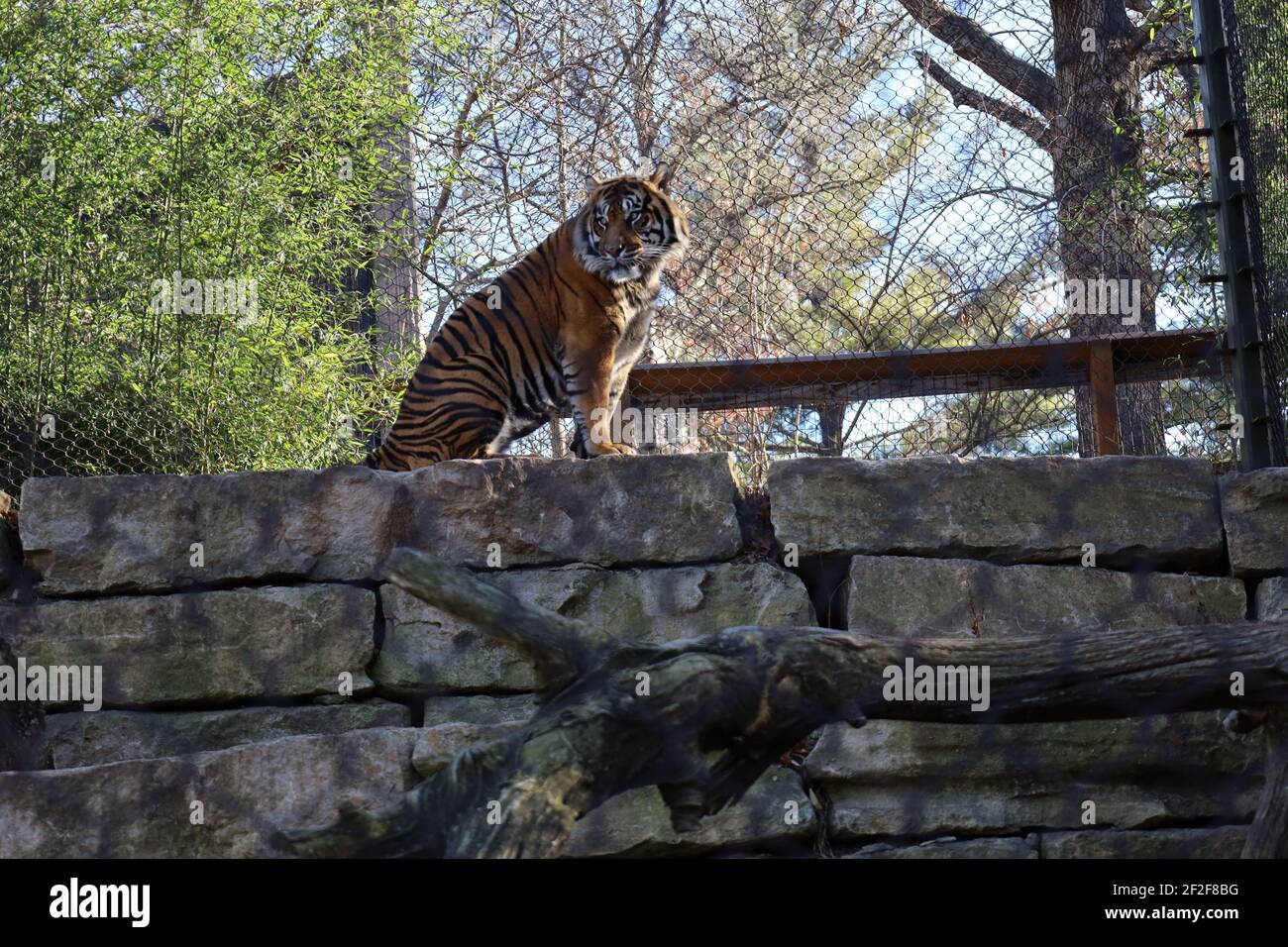 Tiger behind a fence hi-res stock photography and images - Alamy