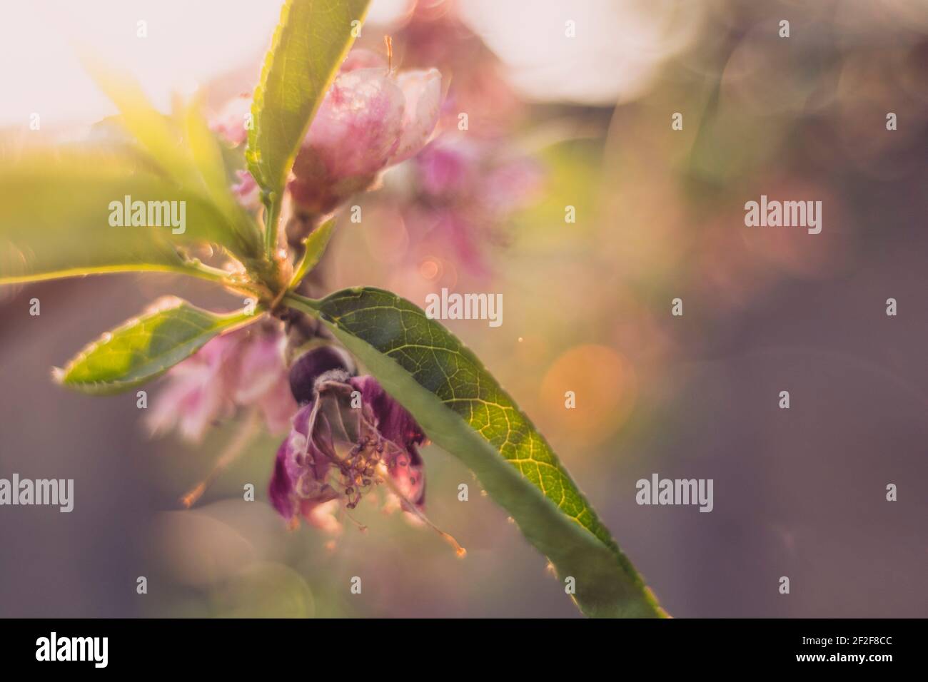 Spring peach blossoms in Pretoria, South Africa. August 2016 Stock ...
