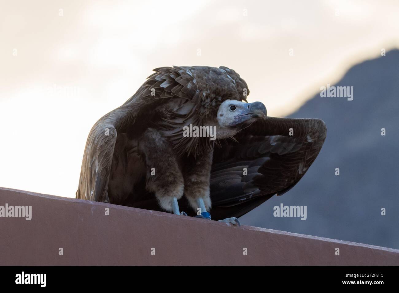 The griffon vulture close up hunched over(Gyps fulvus) wings slighly ...