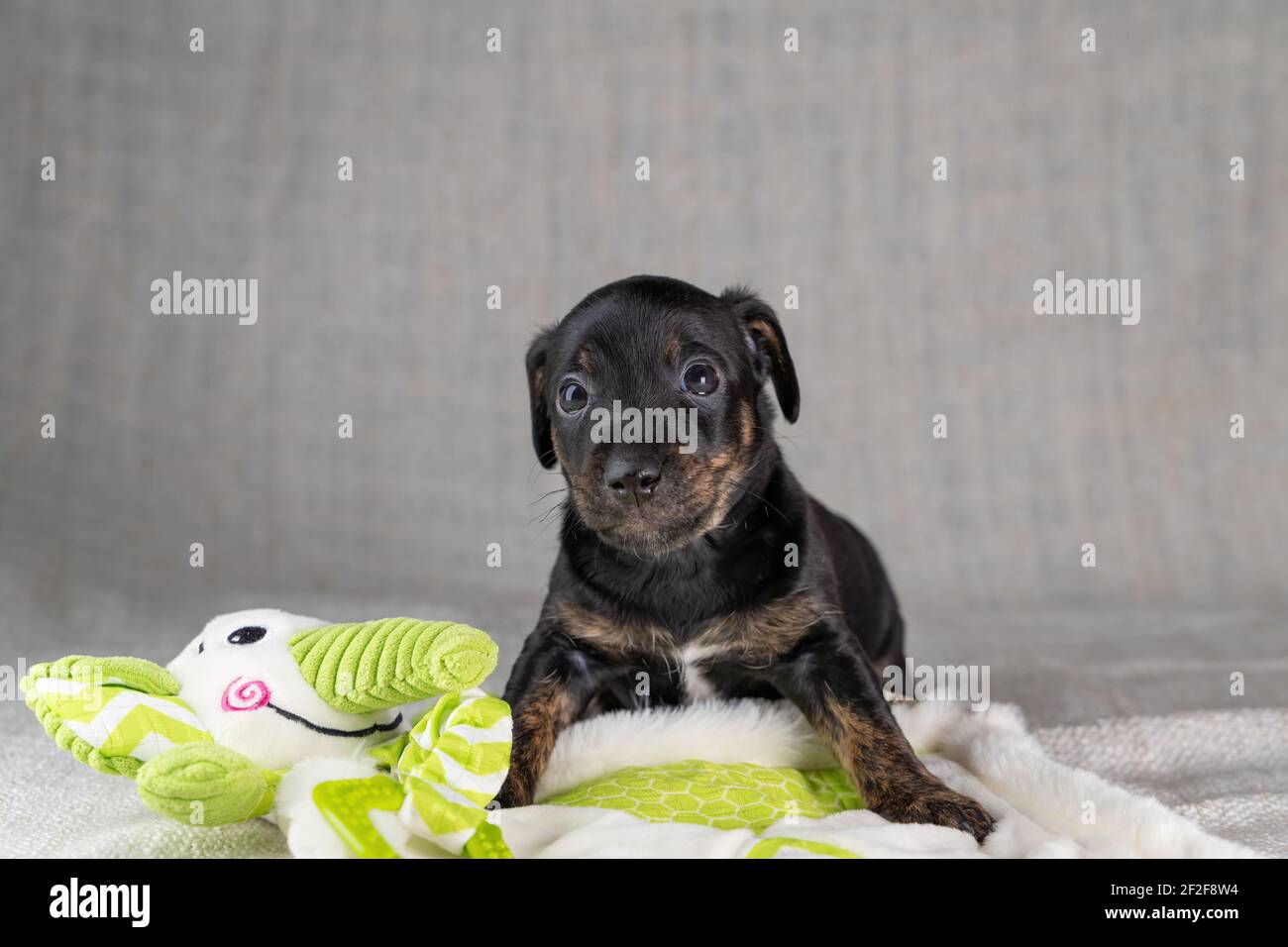 Brown and black, brindle Jack Russell Terrie puppy. Lies on a toy ...