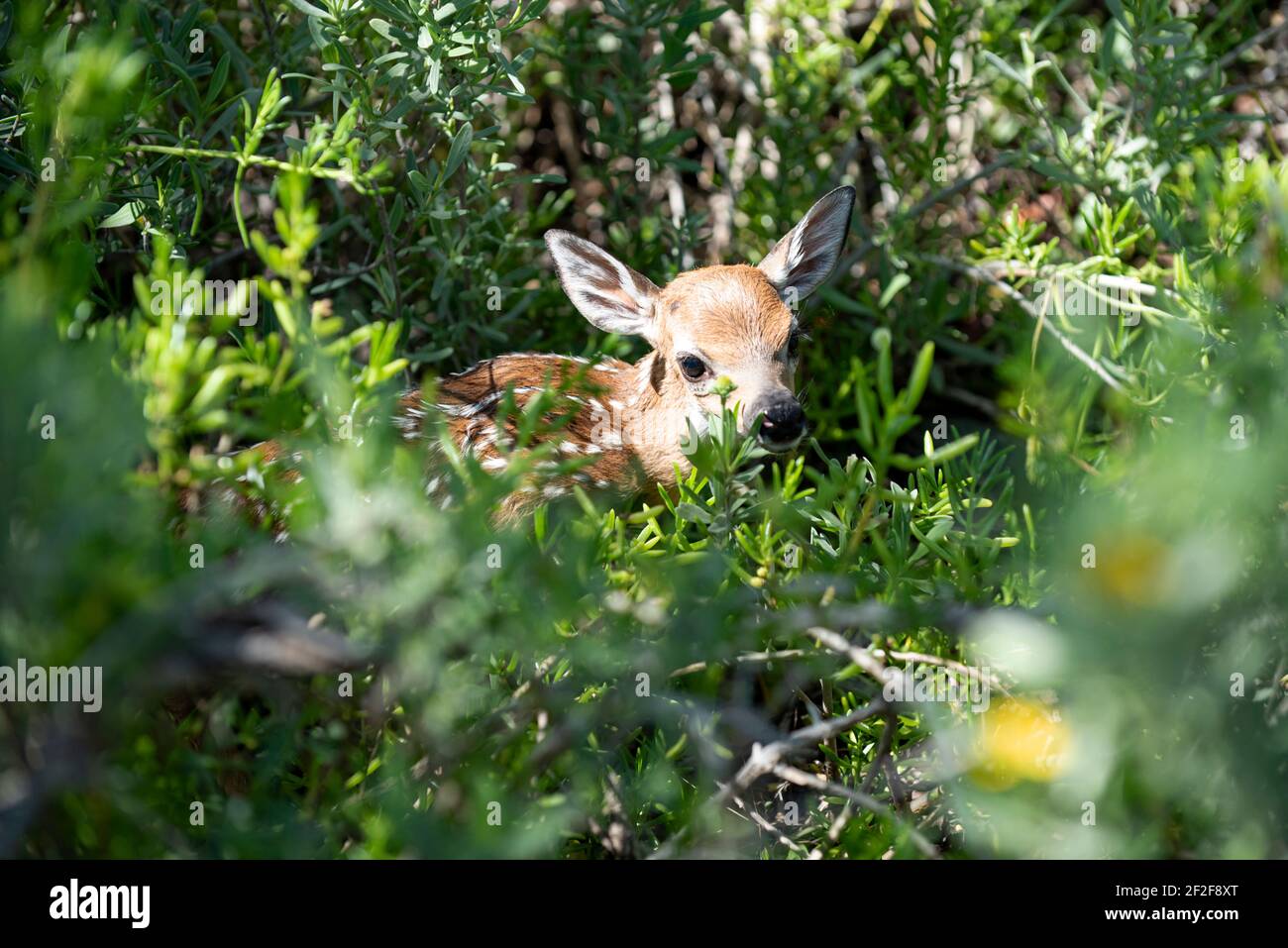 Little deer. Nature landscape. Bambi Fawn. White tailed roe deer ...