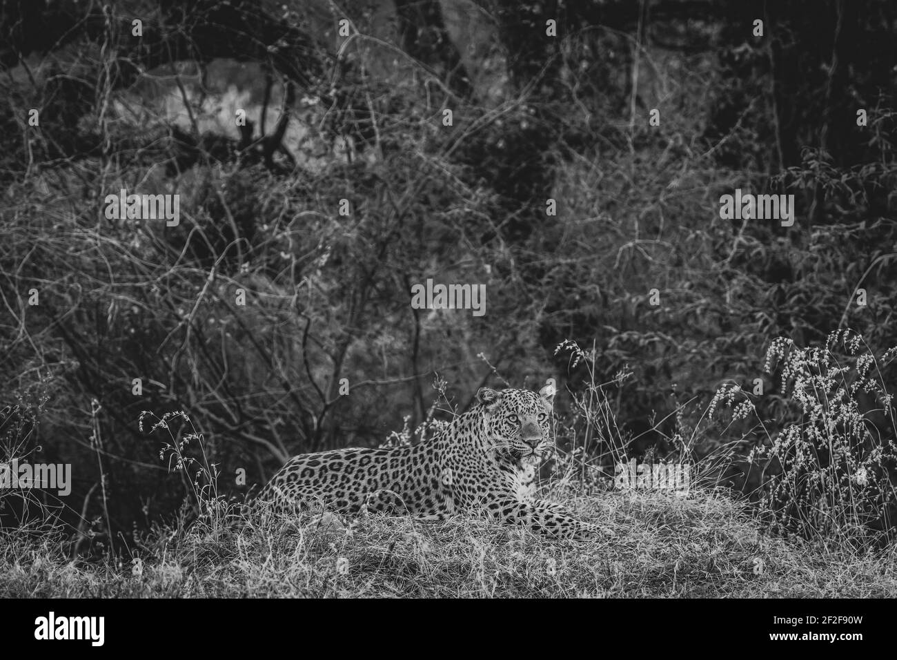 White Indian Leopard