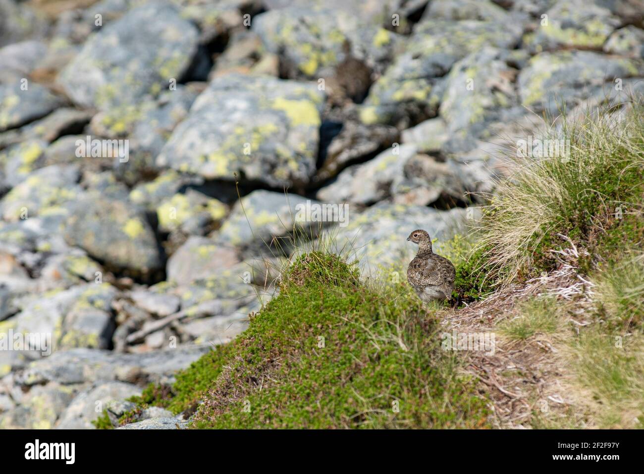 Rock Ptarmigan Bird well camouflaged against the beautiful mountains ...