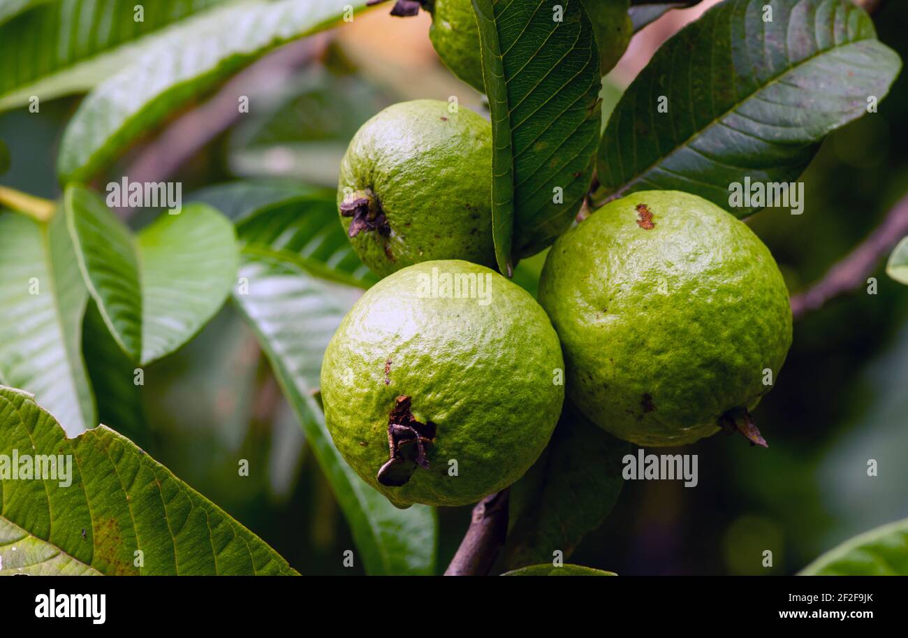 Raw guava hi-res stock photography and images - Alamy