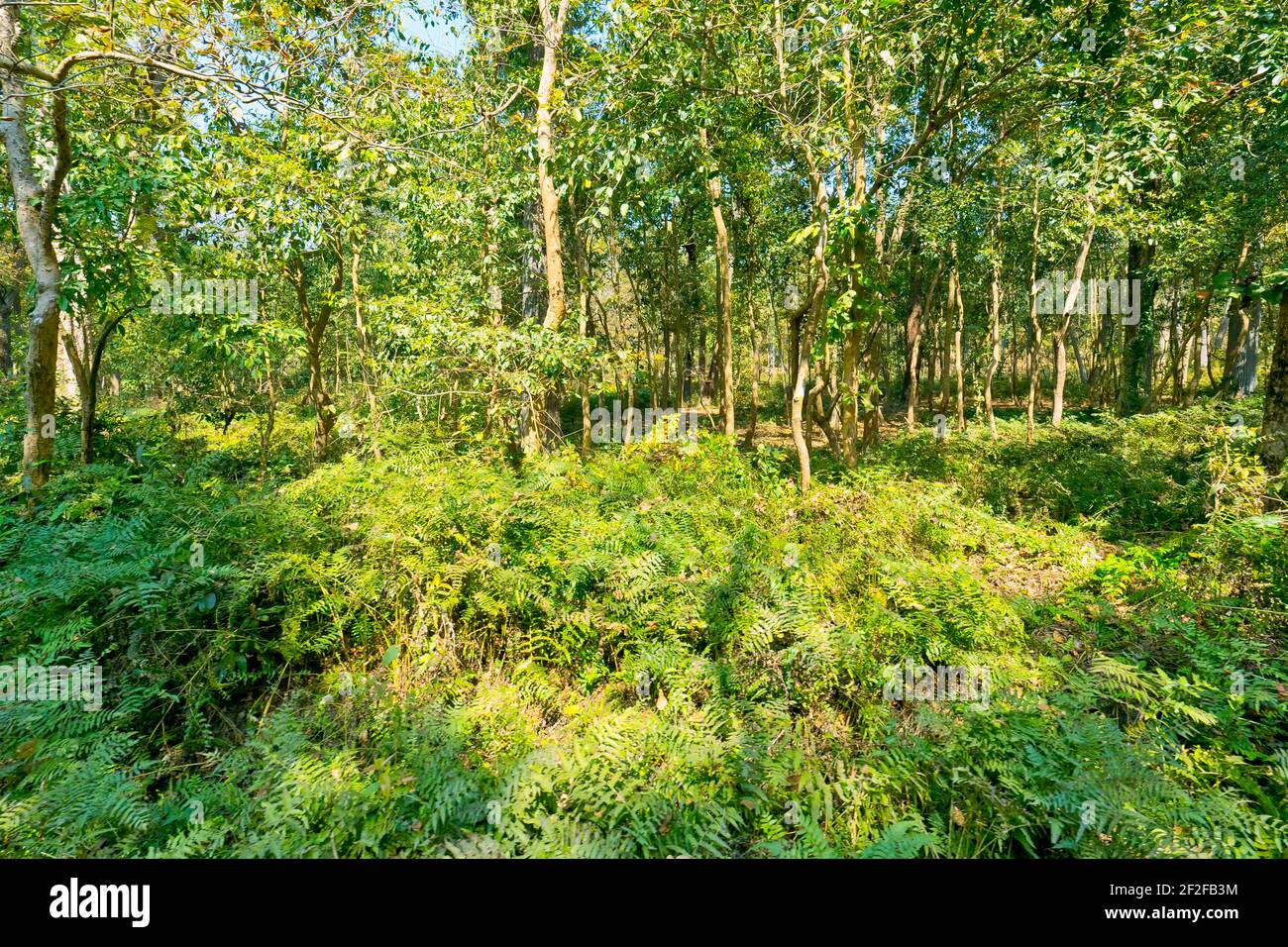 Riverine Forest, Royal Bardia National Park, Bardiya National Park ...