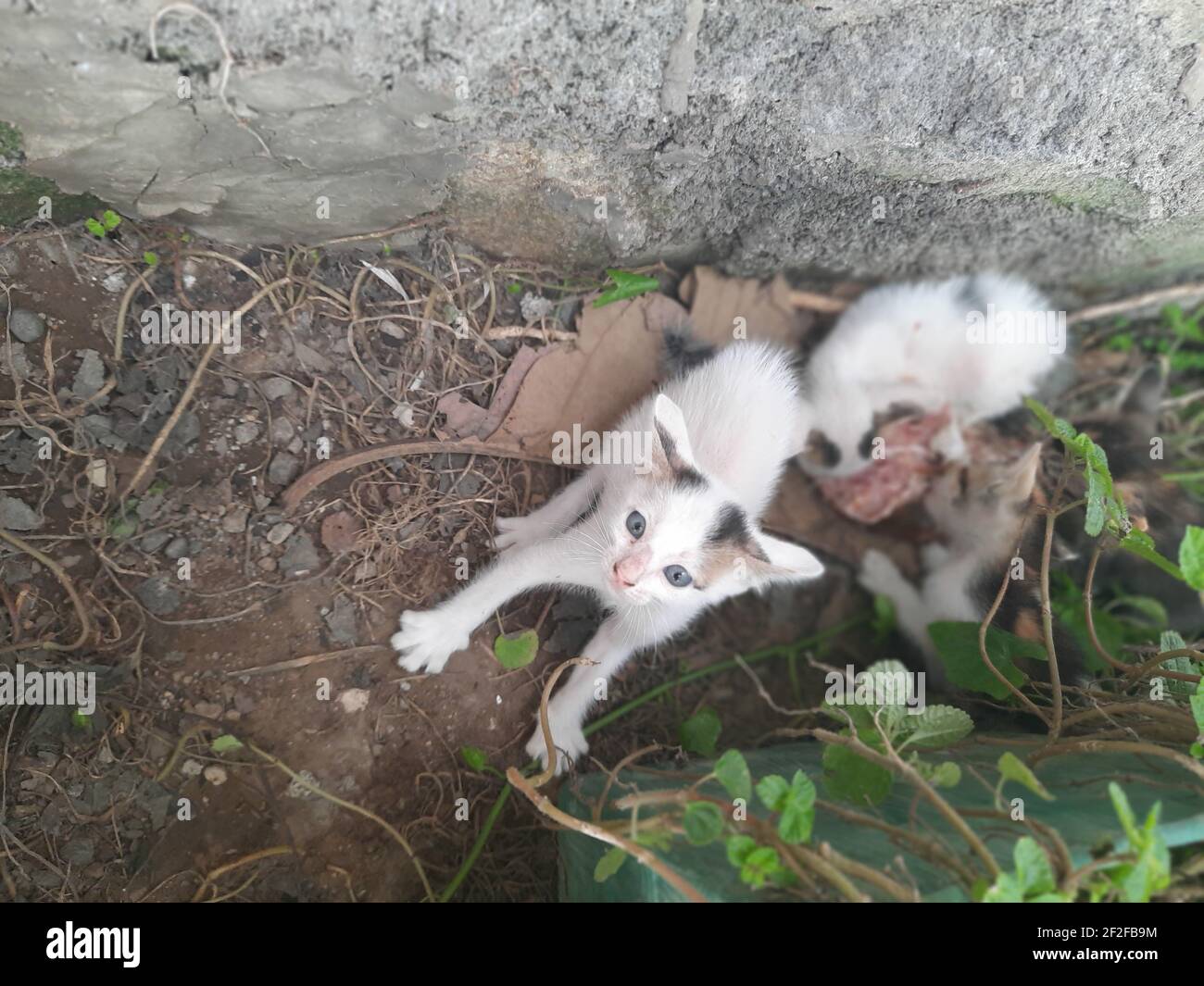 High angle view from three kitten cats eating fish on garden ground ...