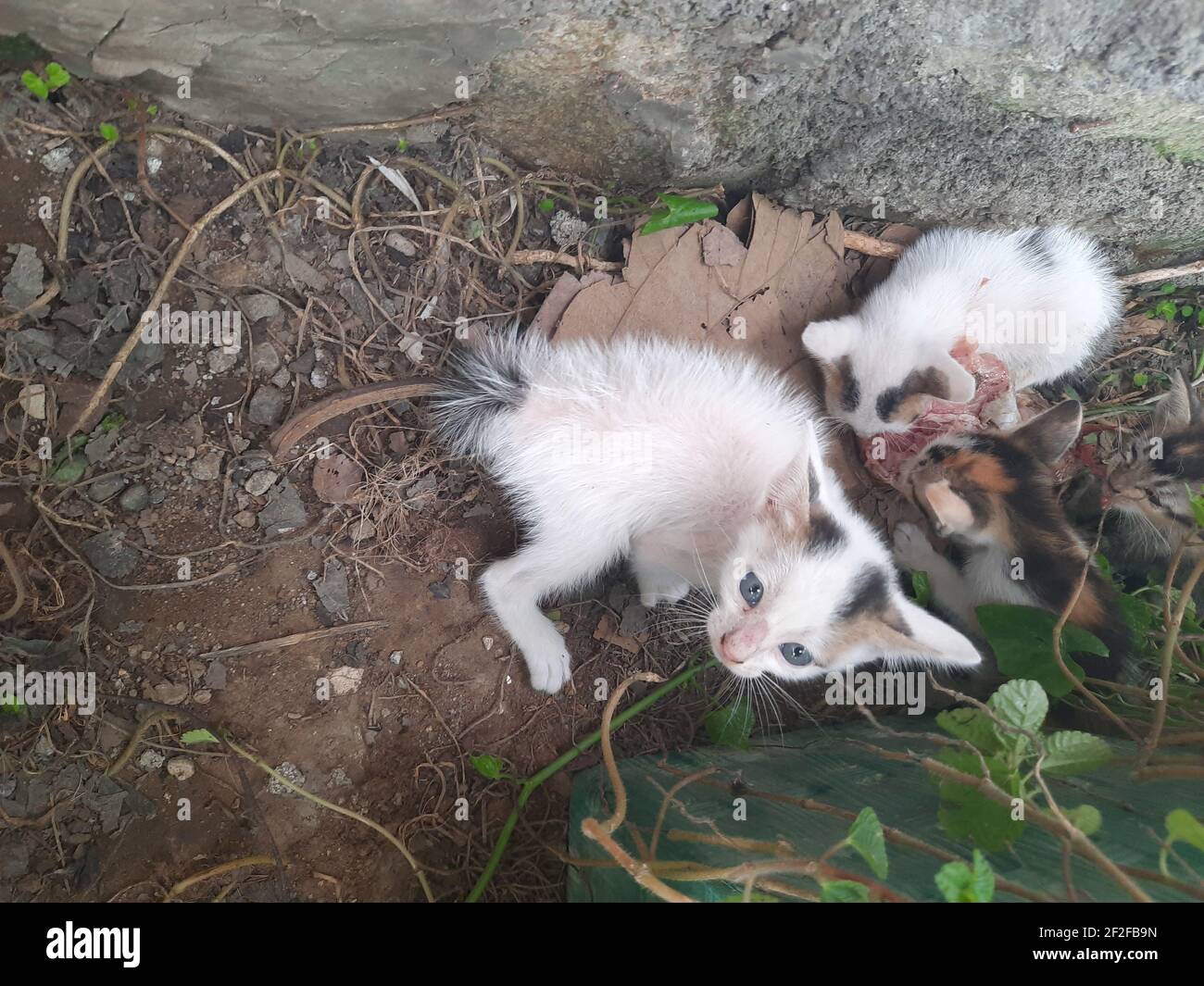 High angle view from three kitten cats eating fish on garden ground ...